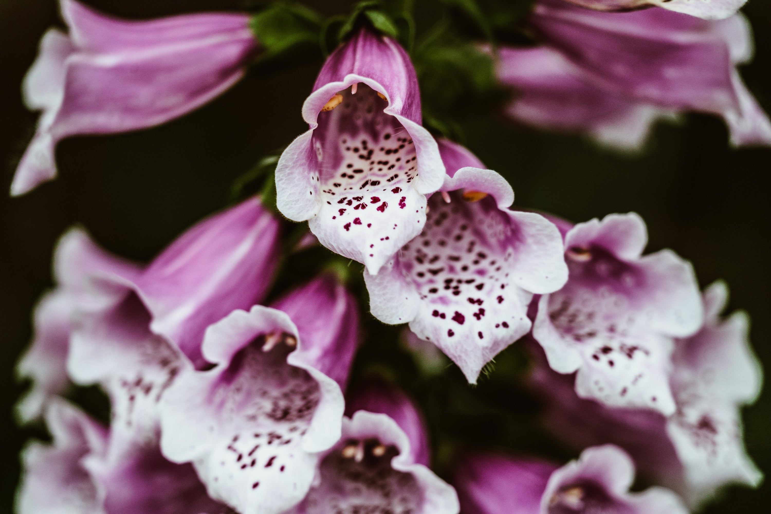 Bouquet Preservation & Flower Art Ireland | SIÓG Botanicals